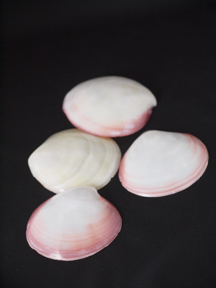 Ronde schelp met roze rand – Valeria producten